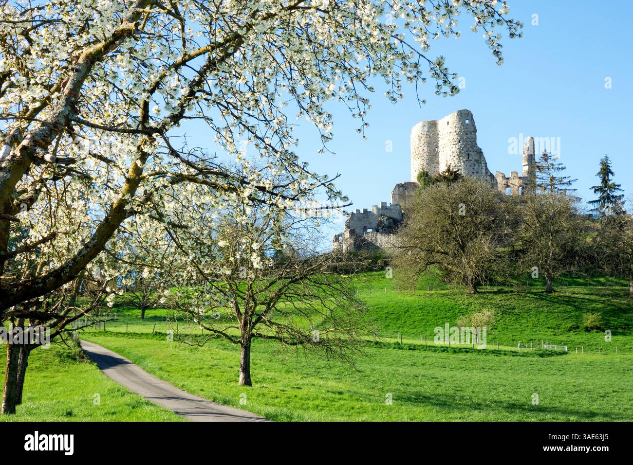 The Pfeffingen castle ruins tower high above the village of the same ...