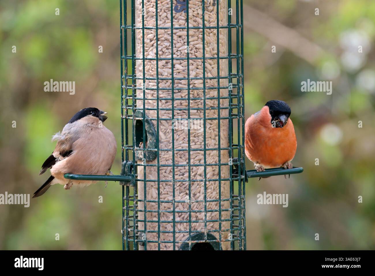 Bullfinches sat opposite on feeder hi-res stock photography and images ...