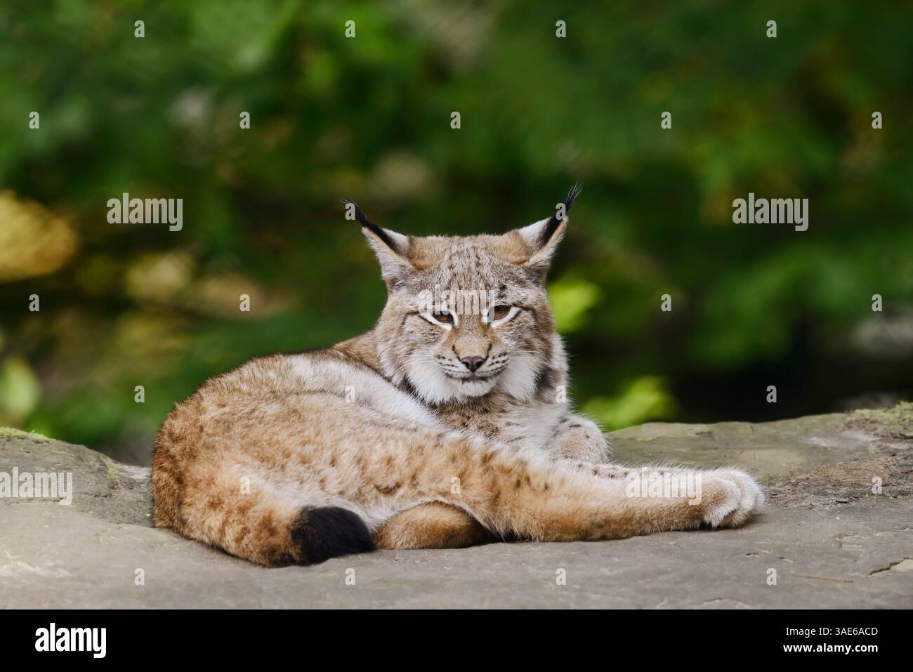Eurasian Lynx (Lynx lynx) | Eurasischer Luchs (Lynx lynx Stock Photo ...