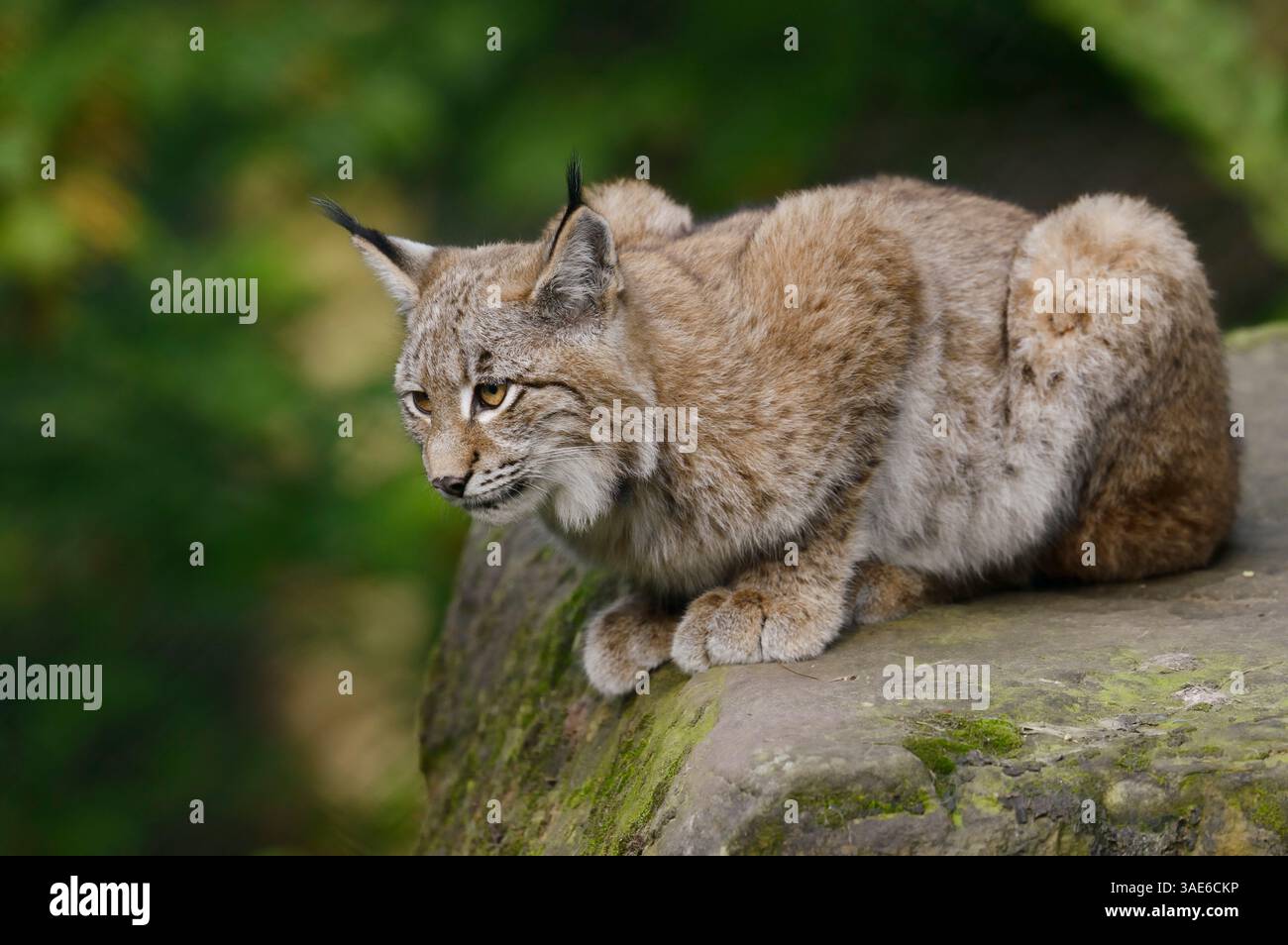 Eurasian Lynx (Lynx lynx) | Eurasischer Luchs (Lynx lynx Stock Photo ...
