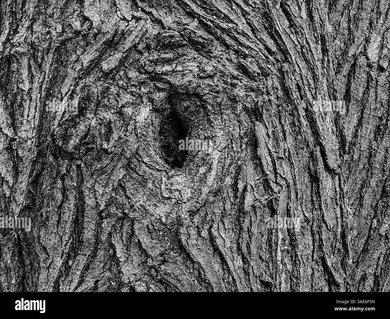The Eye of Nature – Aged Tree Crust with Hollow Stock Photo - Alamy
