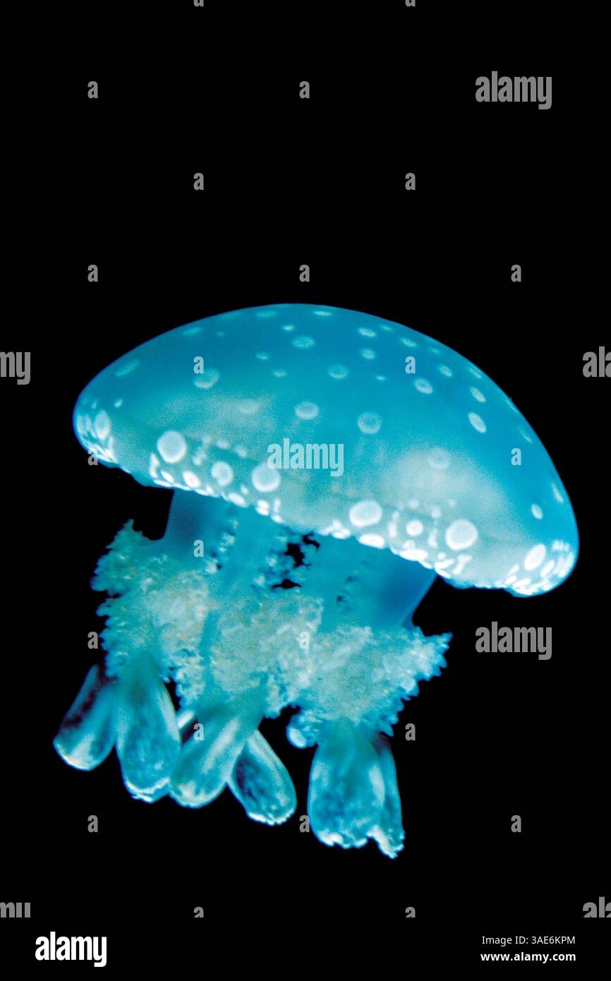 Sep 14, 2008 - Los Angeles, California, USA - Jellyfish, Lagoon ...