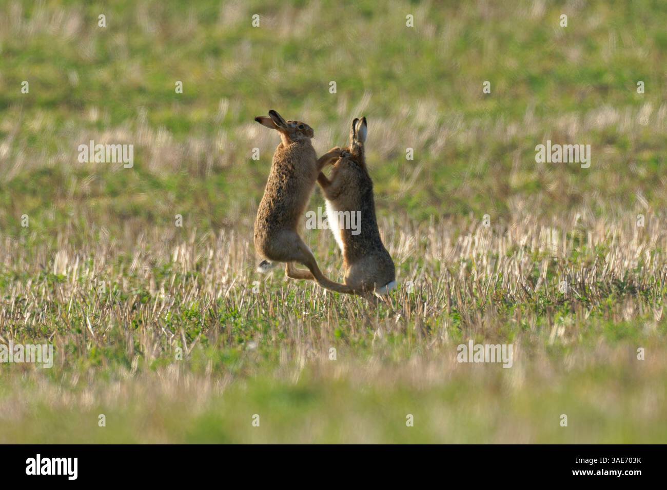 Brown Hares- Lepus europaeus box. Spring. Uk Stock Photo - Alamy