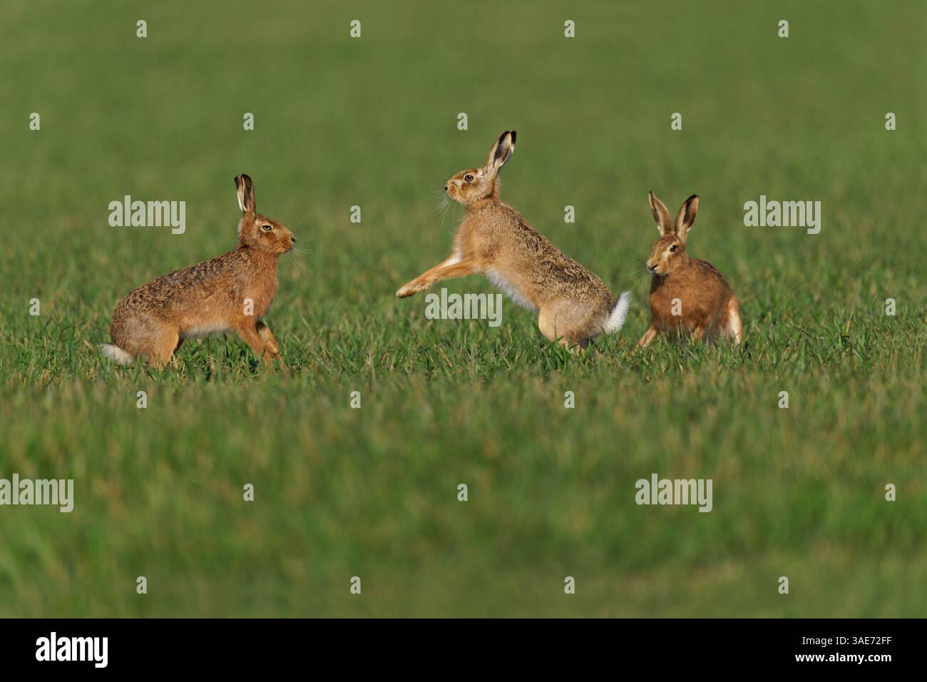 Brown Hares- Lepus europaeus boxing. Spring. Uk Stock Photo - Alamy