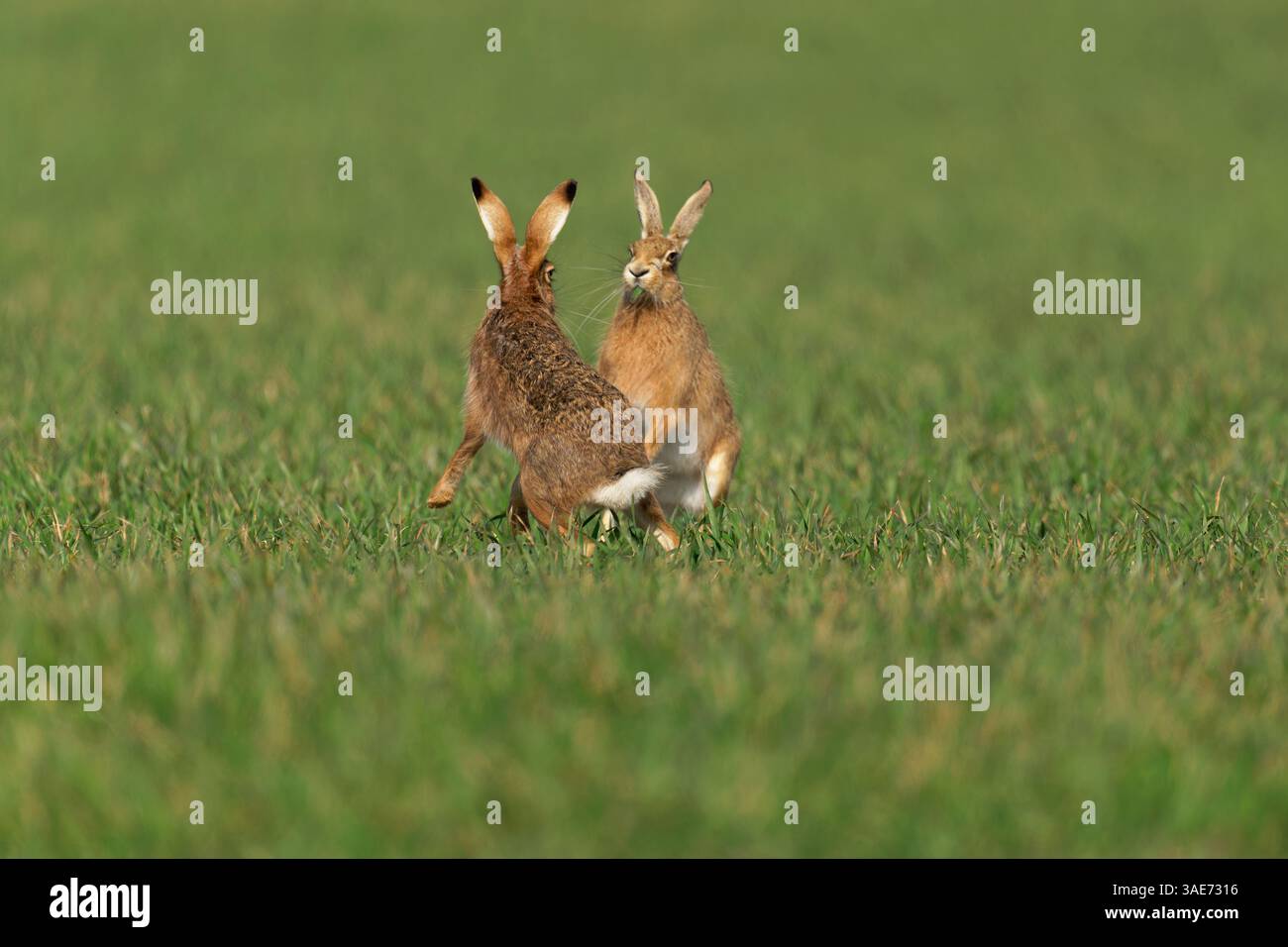 Boxing hares uk norfolk hi-res stock photography and images - Alamy