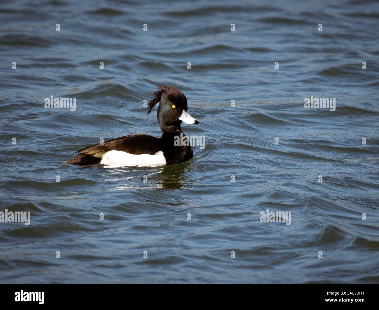 Tuffed duck hi-res stock photography and images - Alamy