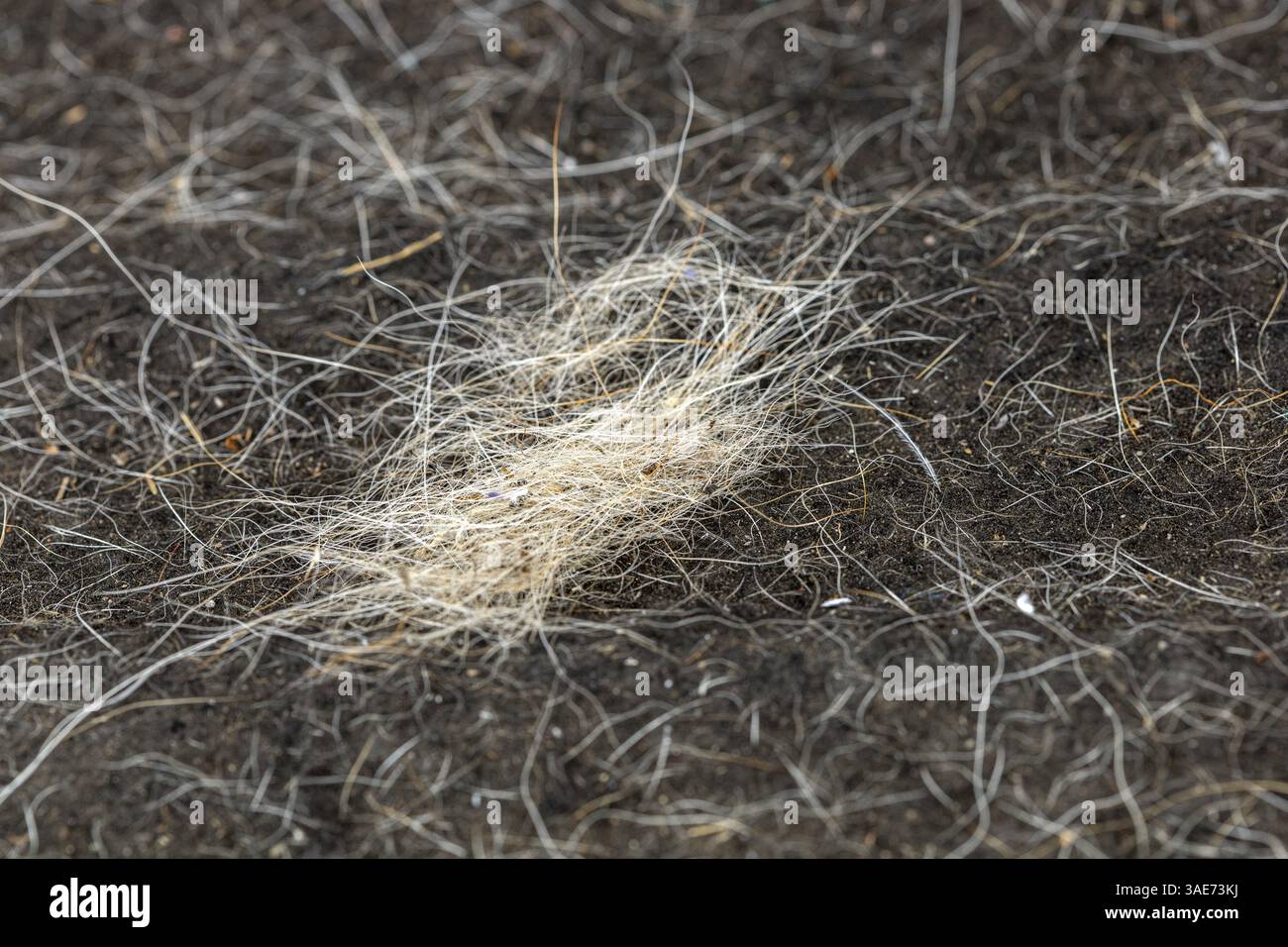 Dog Hair and Dust: A close-up shows dog hair and dust clinging to the ...