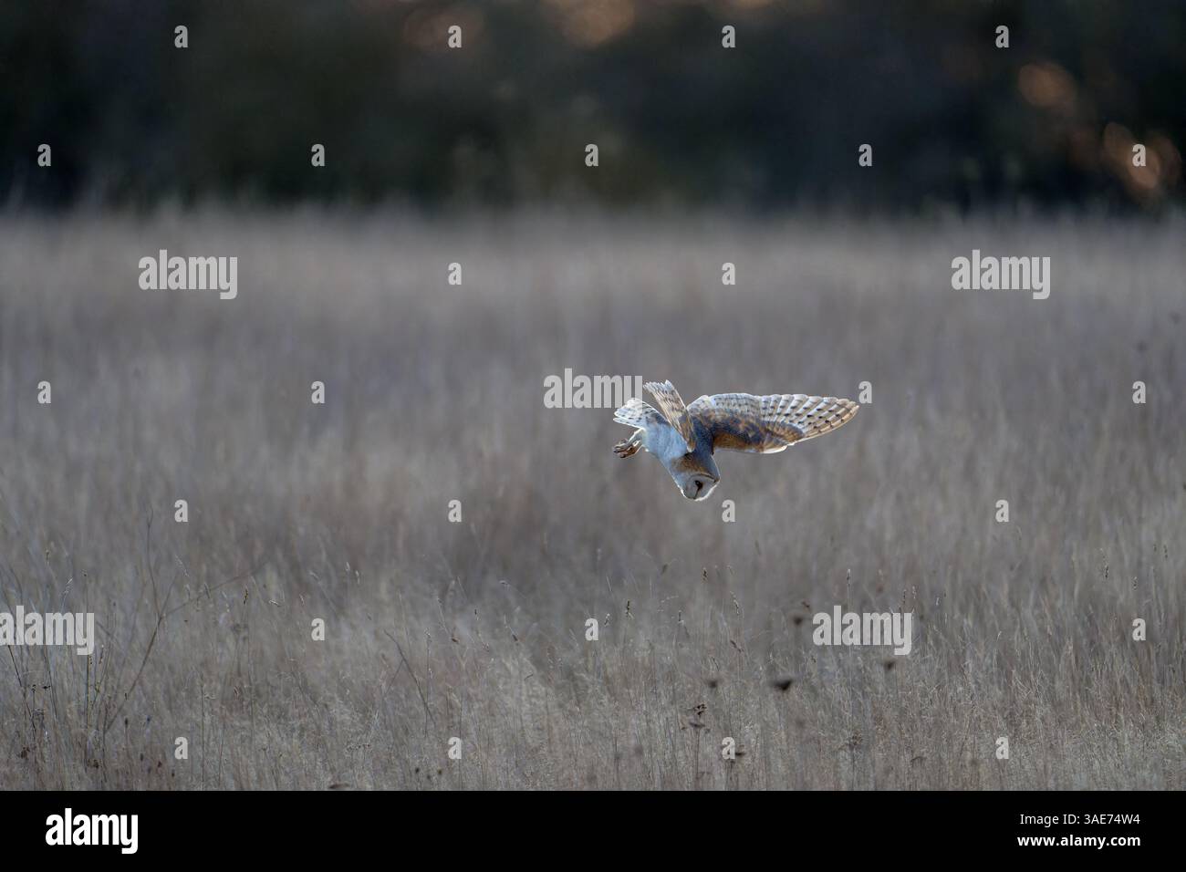 Barn Owl-Tyto alba hunting Stock Photo - Alamy