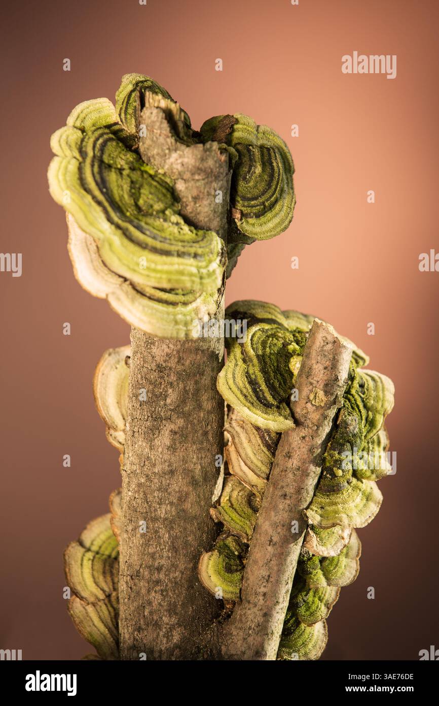 Mushrooms Trametes pubescens .Pileus pubescent, Schumach. Beautiful ...