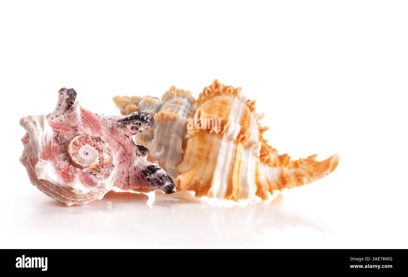 Beautiful exotic sea shells Angaria delphinus and Murex snails isolated ...