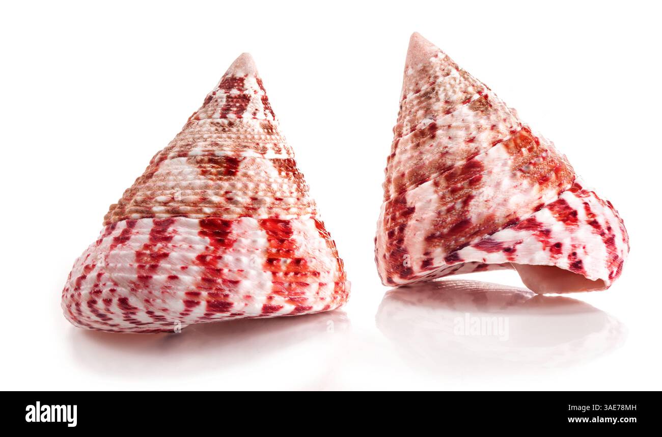 Rochia conus, is a species of sea snail, a marine gastropod mollusk in ...