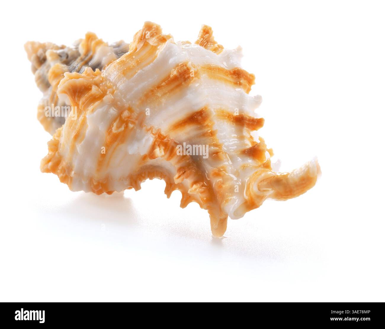 White and orange rare sea shell from the genus Chicoreus, a member of ...