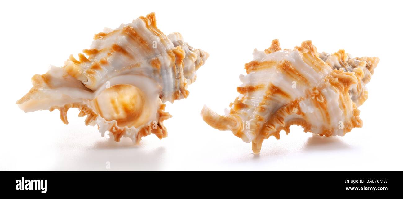 White and orange rare sea shell from the genus Chicoreus, a member of ...