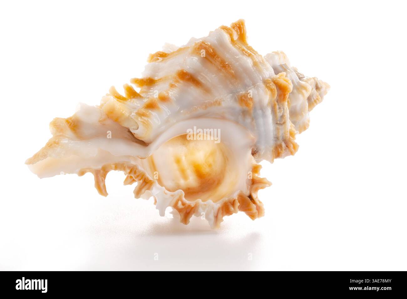 White and orange rare sea shell from the genus Chicoreus, a member of ...