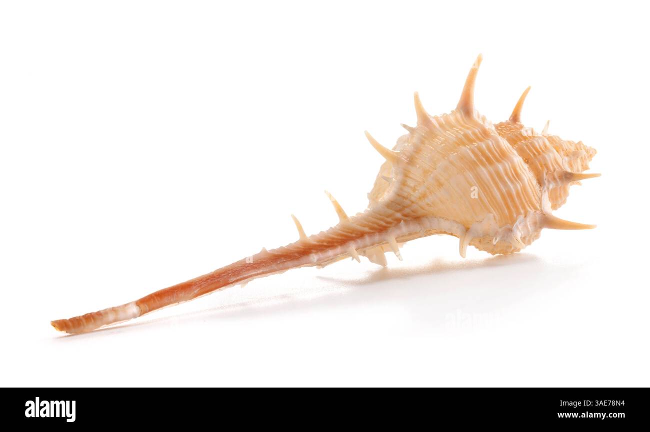 Beautiful exotic sea shell Murex trapa common name the rare-spined ...
