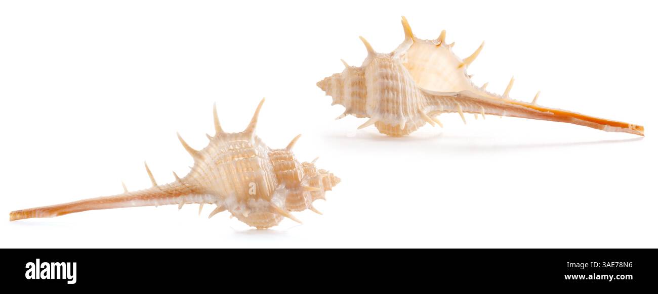 Beautiful exotic sea shell Murex trapa common name the rare-spined ...