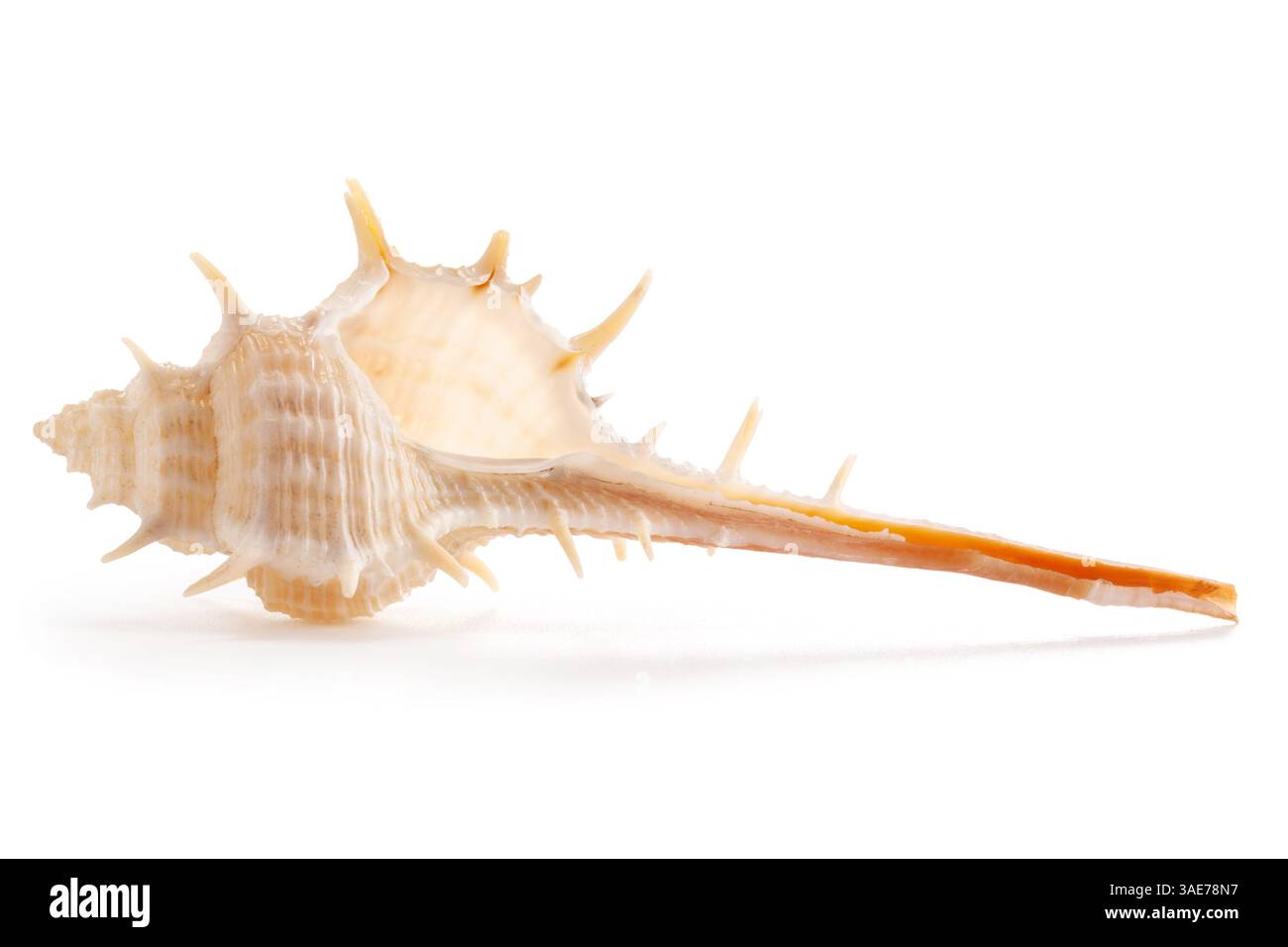 Beautiful exotic sea shell Murex trapa common name the rare-spined ...