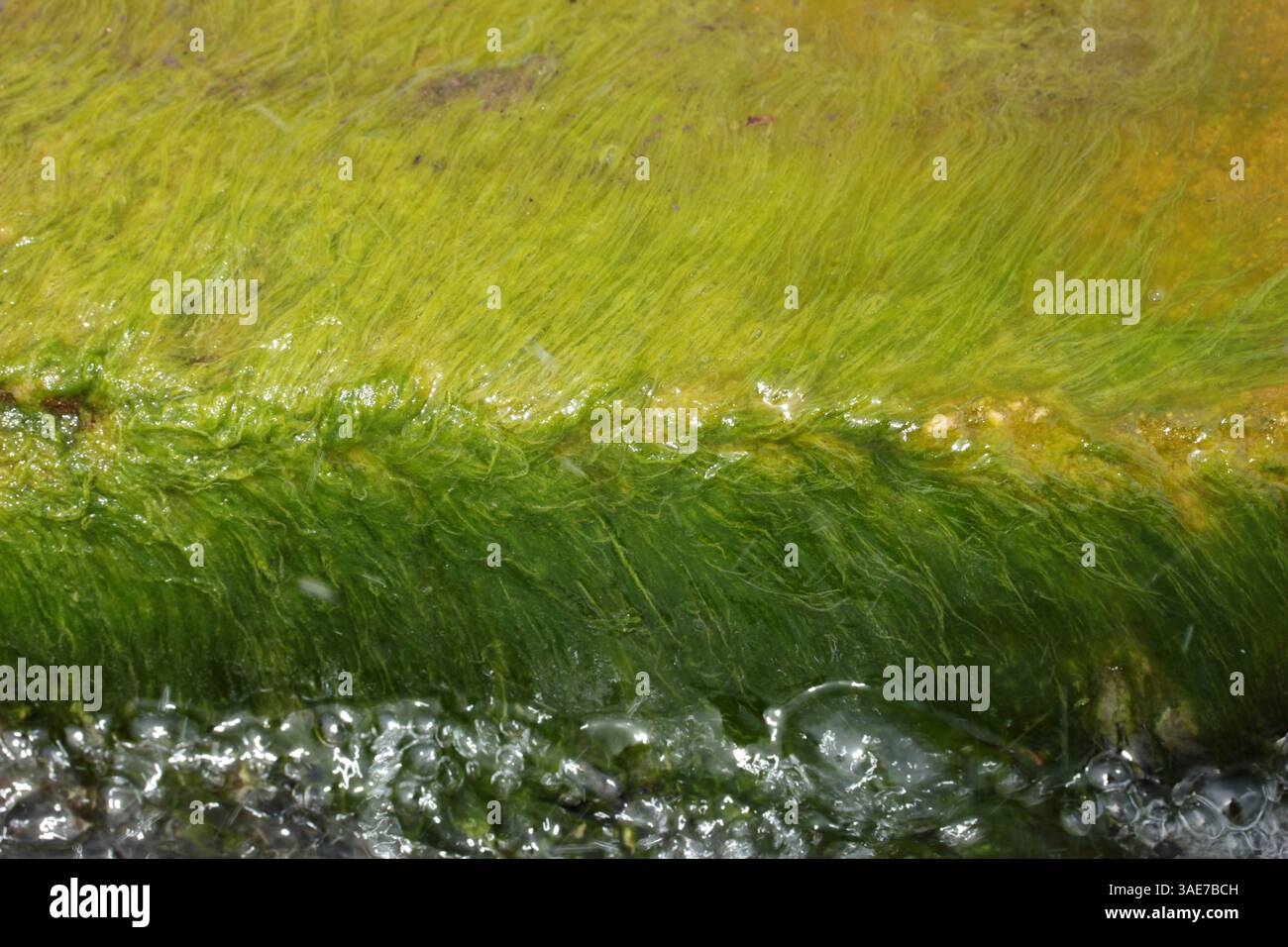Algae in stagnant water. Background and surface texture Stock Photo - Alamy