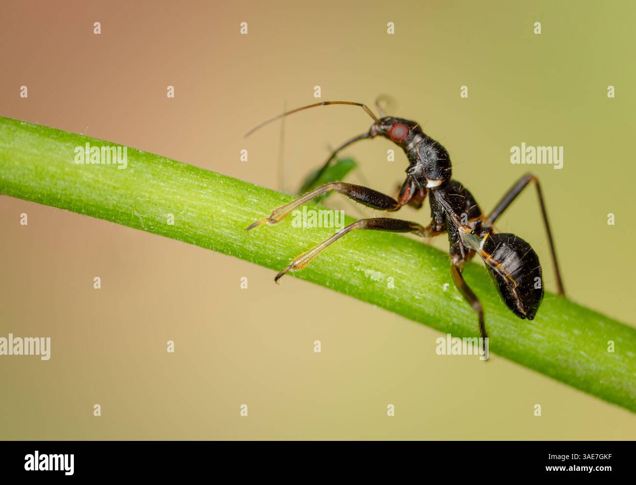 Ant bugs suck out aphids, Larva of an ant bug sucks out aphids Stock ...