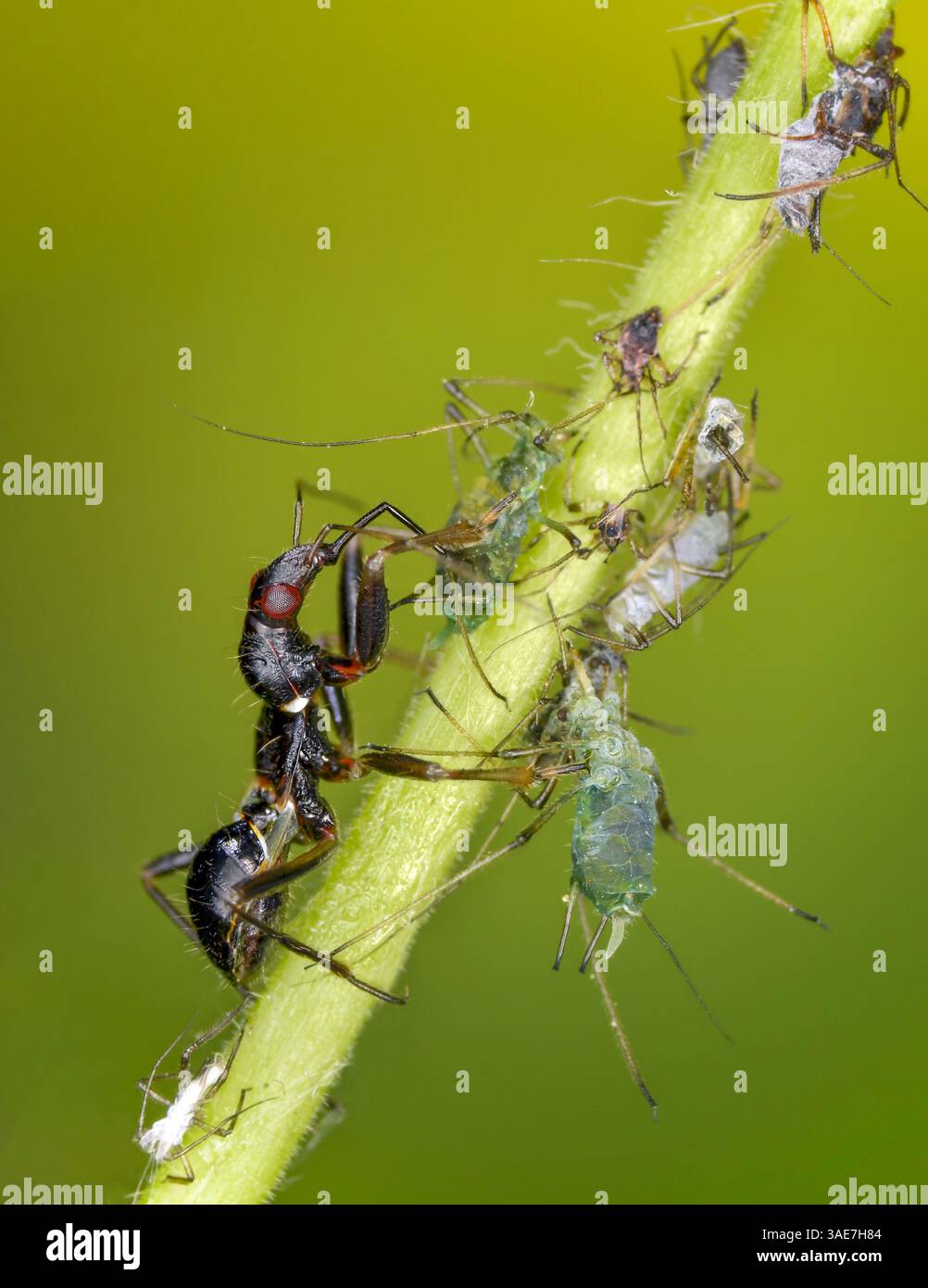 Bug sucks out aphid, Aphid sucking bug Stock Photo - Alamy