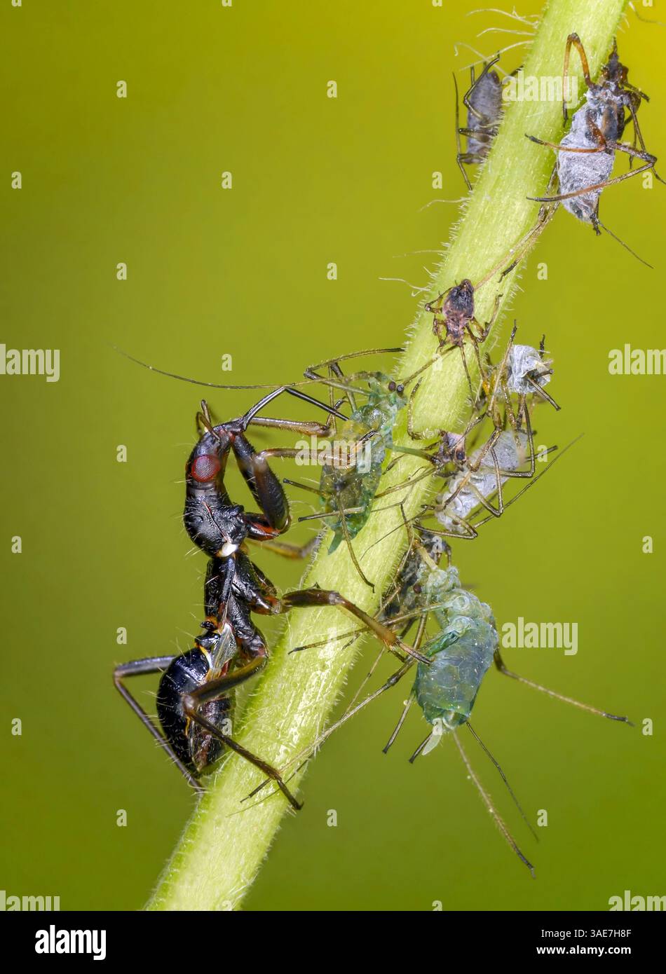 Larva of an ant bug sucks out aphids, Ant bugs suck out aphids Stock ...