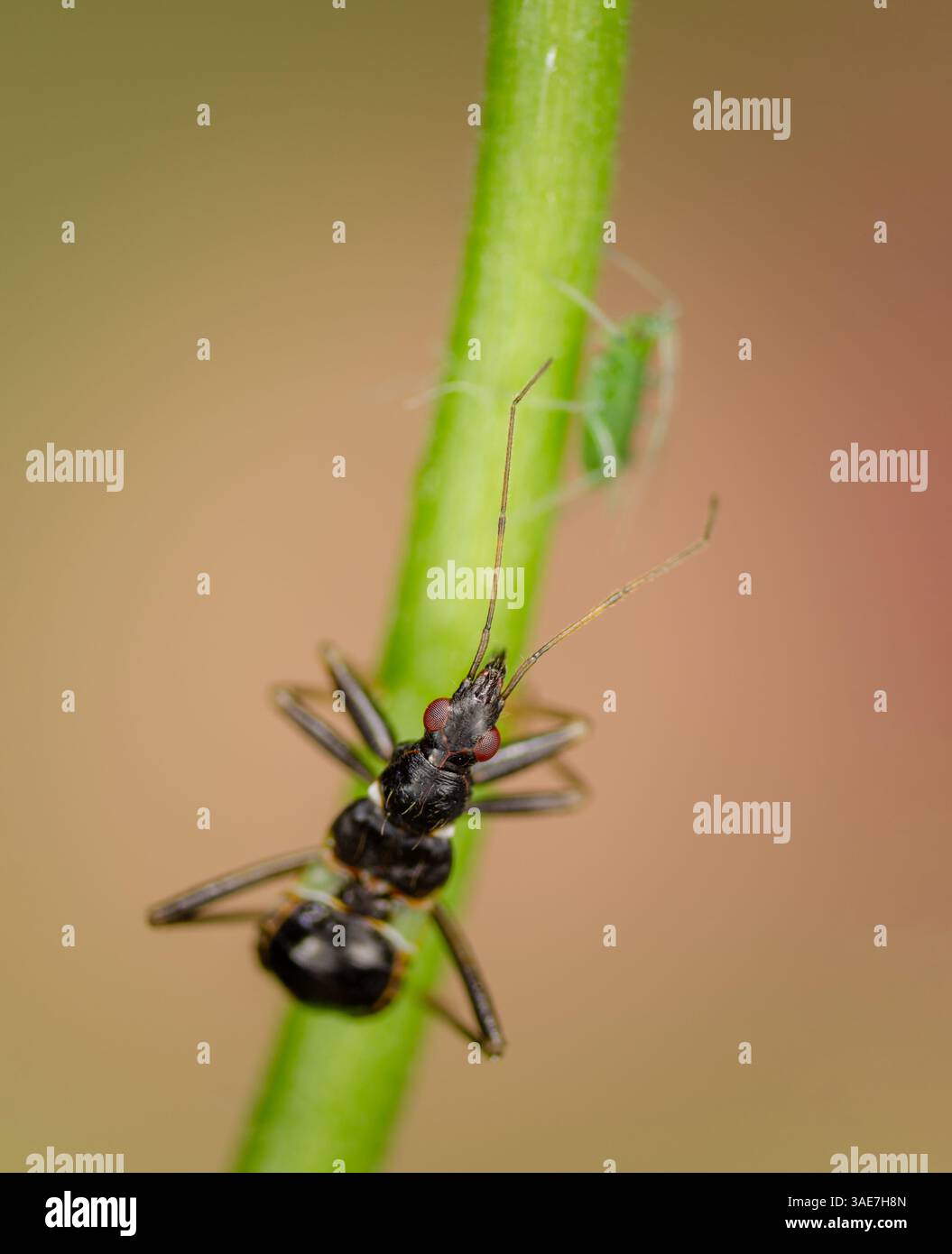 Ant sickle bug hi-res stock photography and images - Alamy