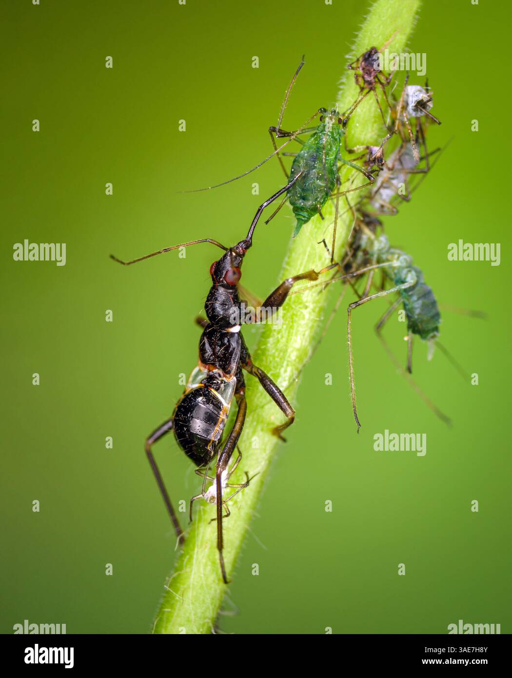 Larva of an ant bug sucks out aphids, Ant bugs suck out aphids Stock ...