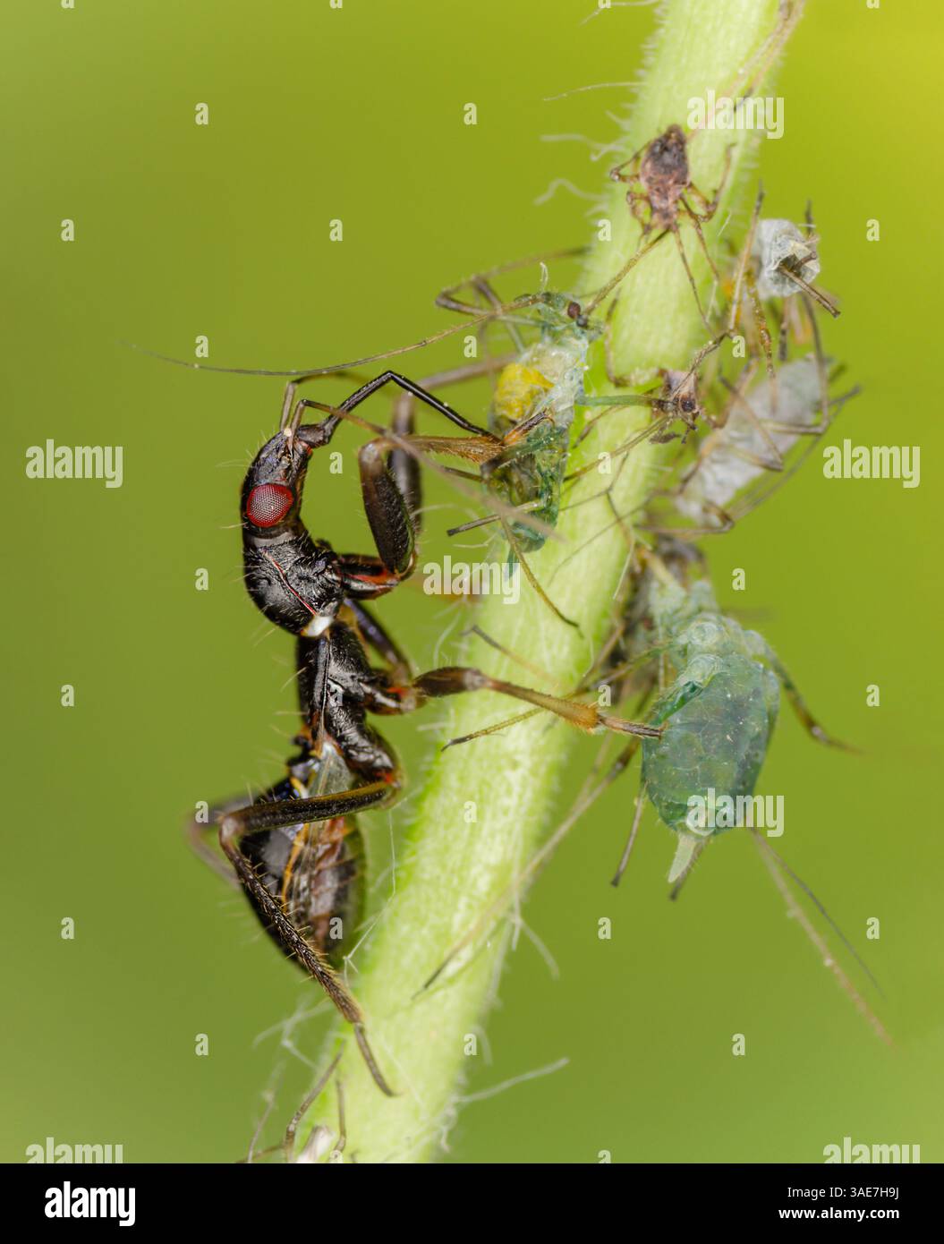 Ant bugs suck out aphids, Larva of an ant bug sucks out aphids Stock ...