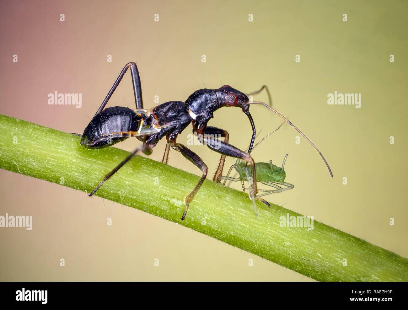 Ant bugs suck out aphids, Larva of an ant bug sucks out aphids Stock ...