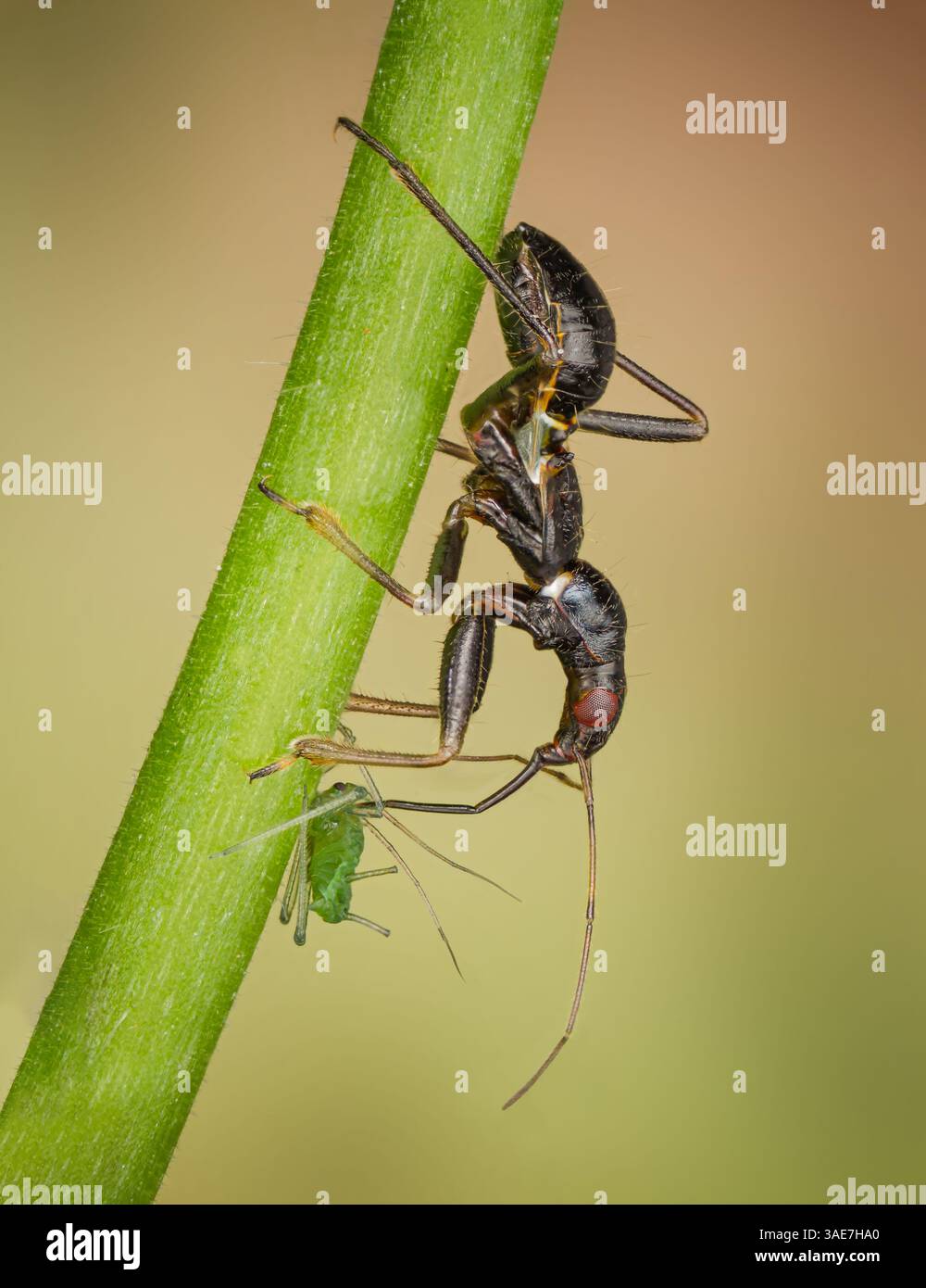 Ant bugs suck out aphids, Larva of an ant bug sucks out aphids Stock ...
