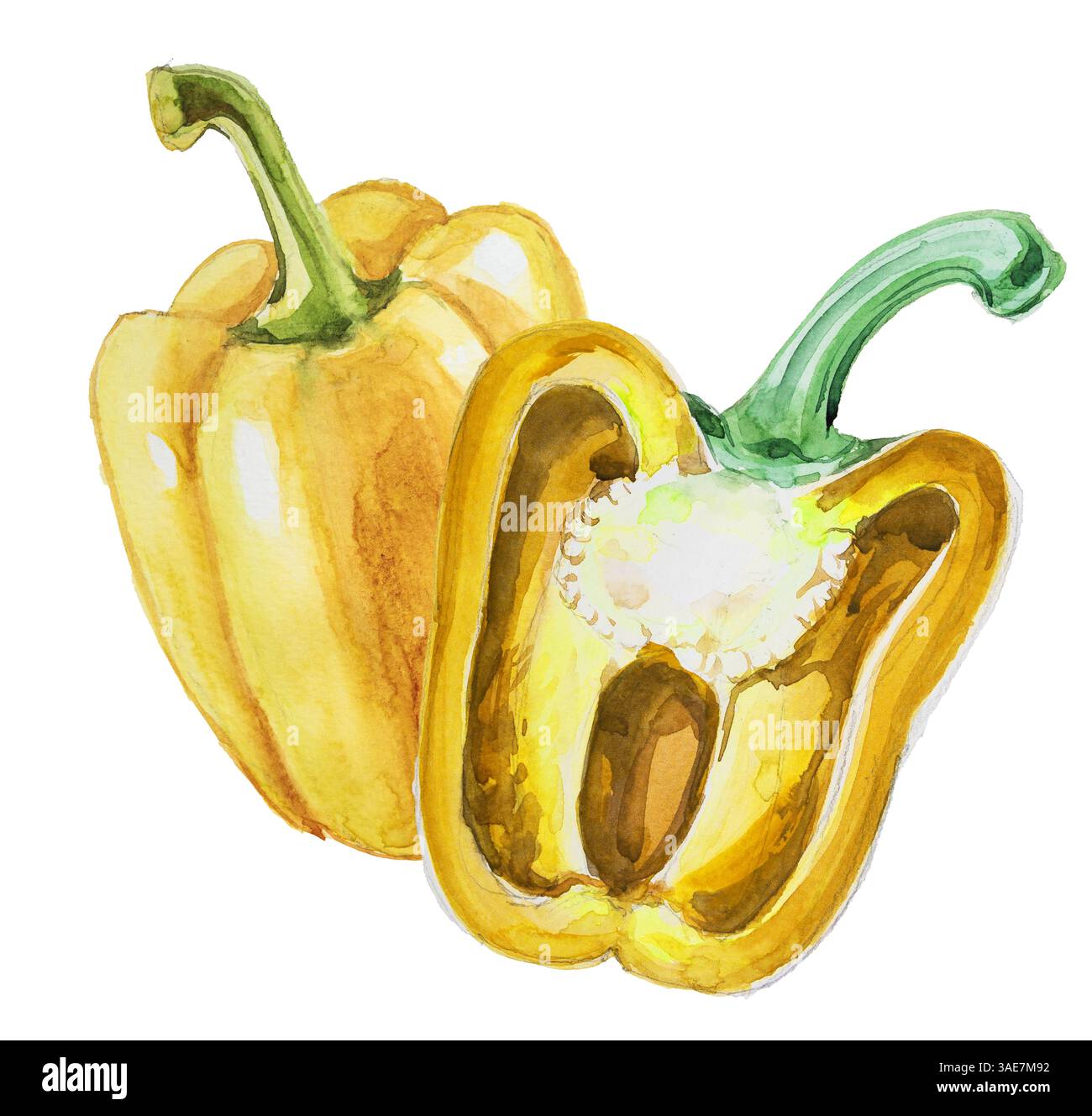 Watercolor red bell pepper isolated on white. Hand drawn vegetable ...