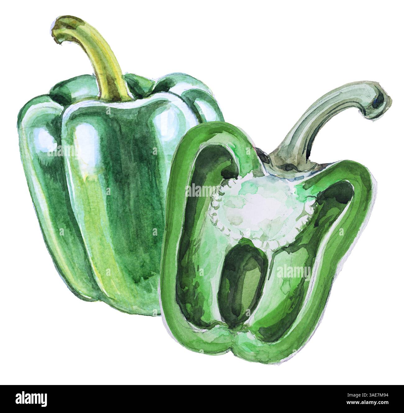 Watercolor red bell pepper isolated on white. Hand drawn vegetable ...