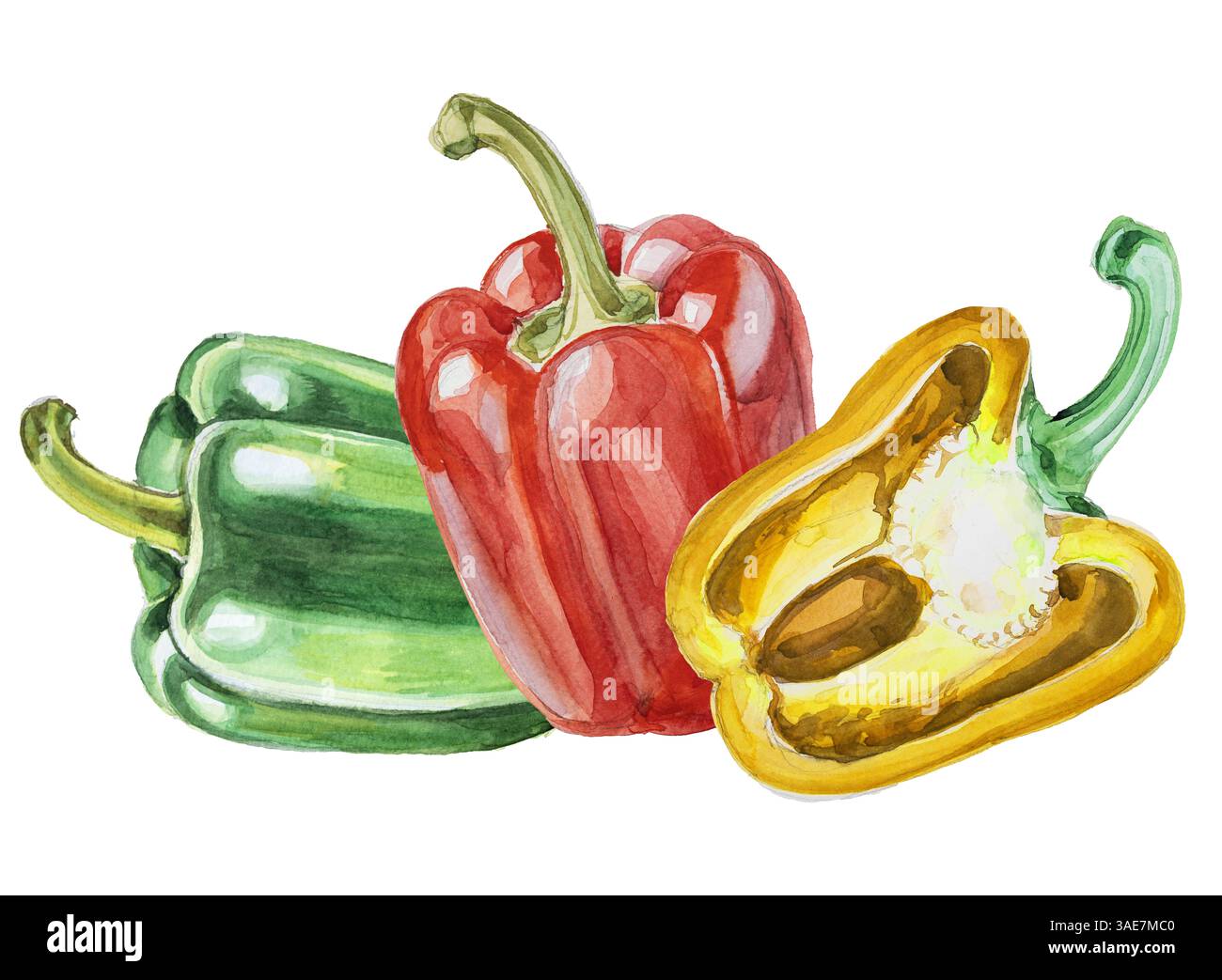 Watercolor red bell pepper isolated on white. Hand drawn vegetable ...