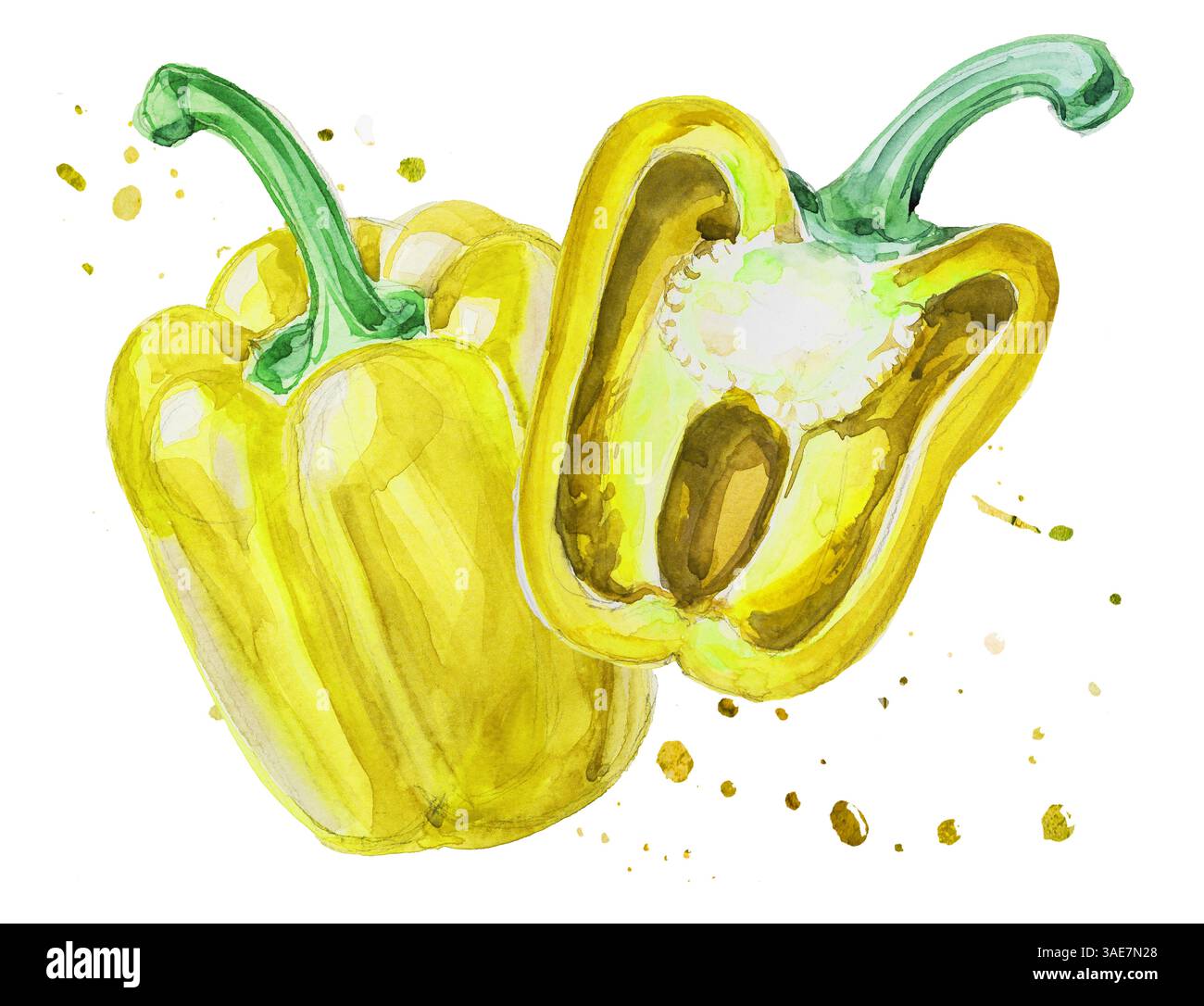 Watercolor red bell pepper isolated on white. Hand drawn vegetable ...