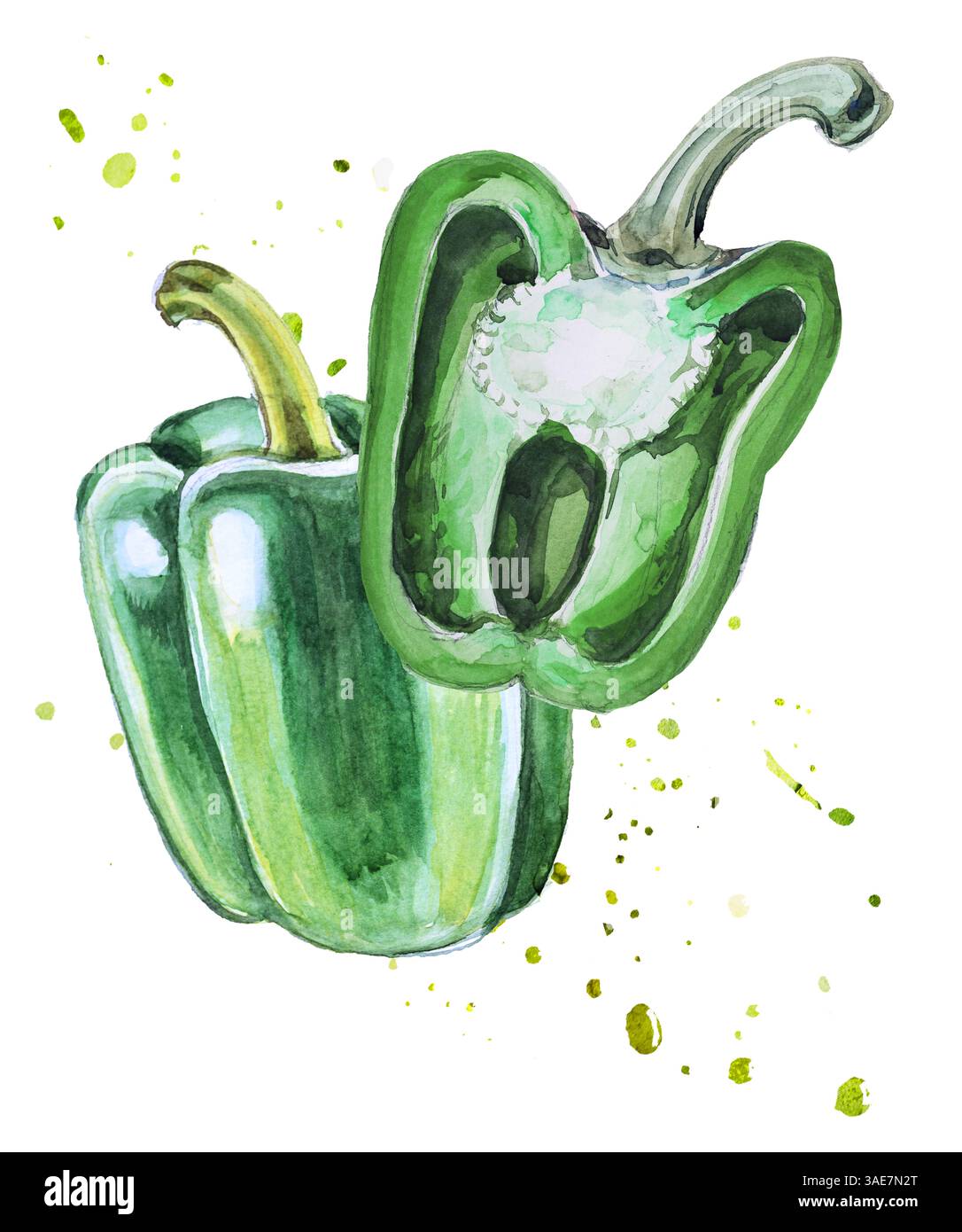 Watercolor red bell pepper isolated on white. Hand drawn vegetable ...