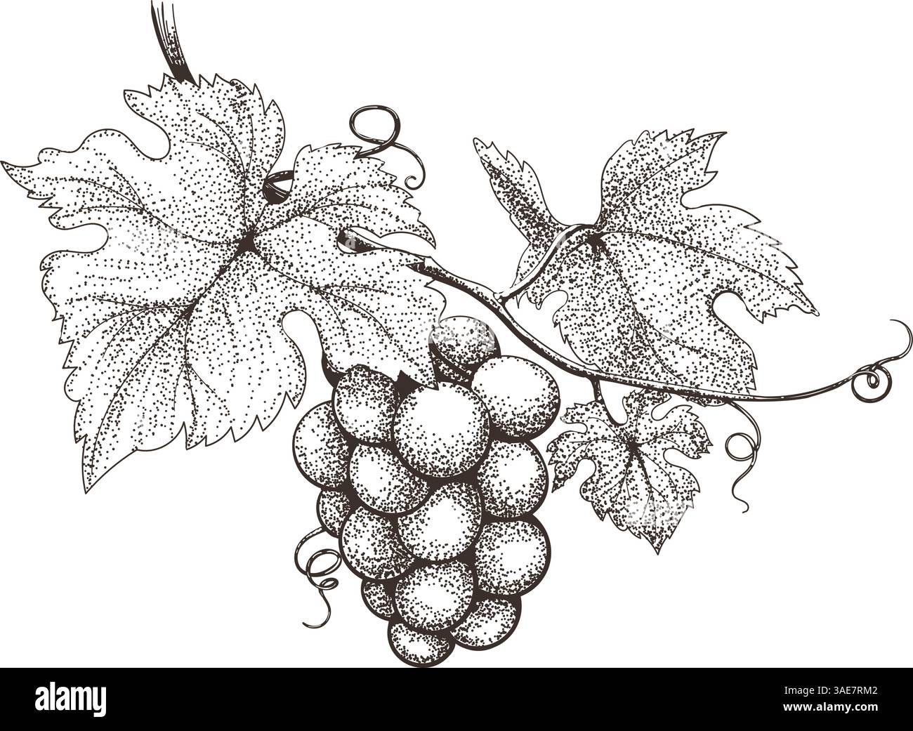 Vine engraved hi-res stock photography and images - Alamy