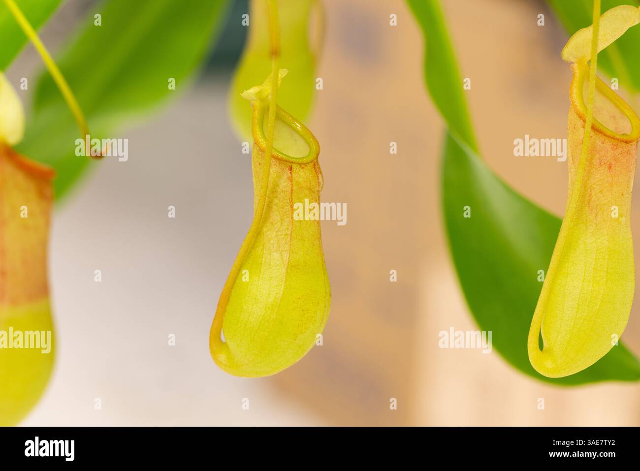 tropical plant capable of feeding on insects. Insectivorous plant at ...