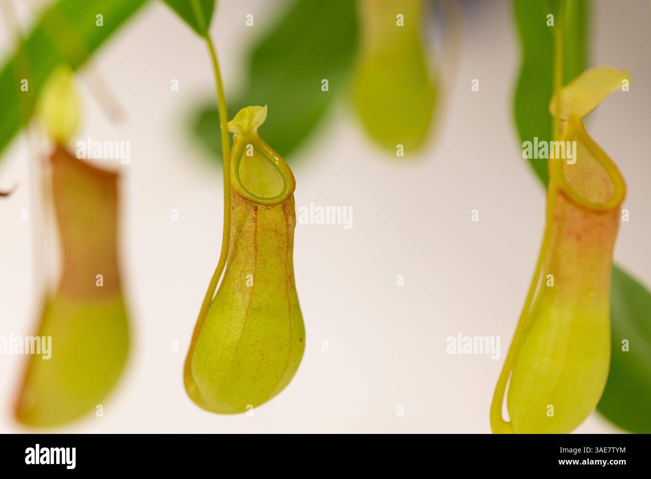 tropical plant capable of feeding on insects. Insectivorous plant at ...