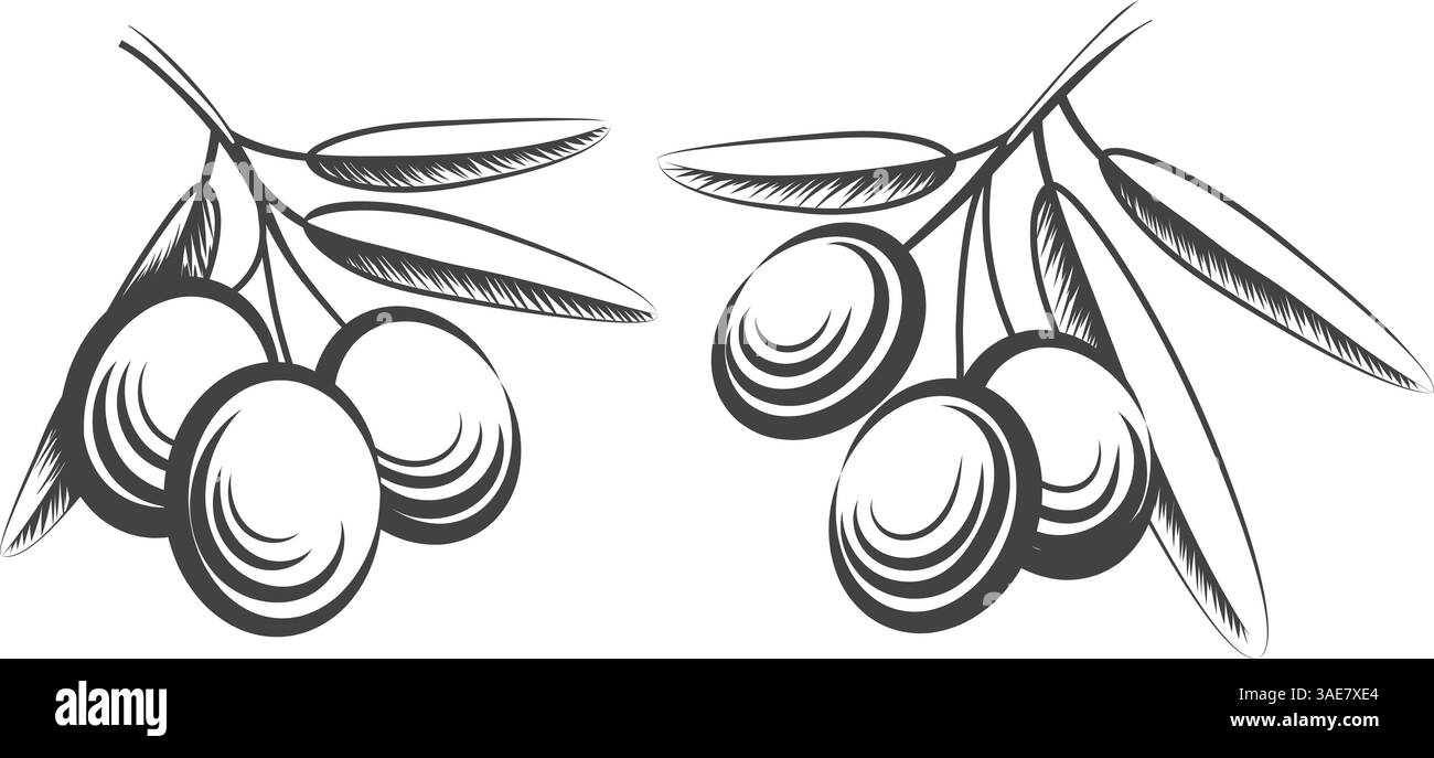 Engraving olive branches Stock Vector Image & Art - Alamy