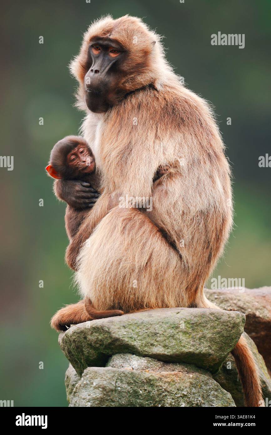 Gelada or Gelada Baboon (Theropithecus gelada), female with young ...