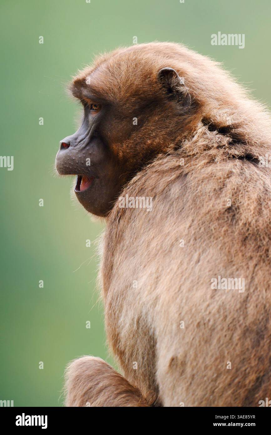 Gelada or Gelada Baboon (Theropithecus gelada), female | Dschelada ...