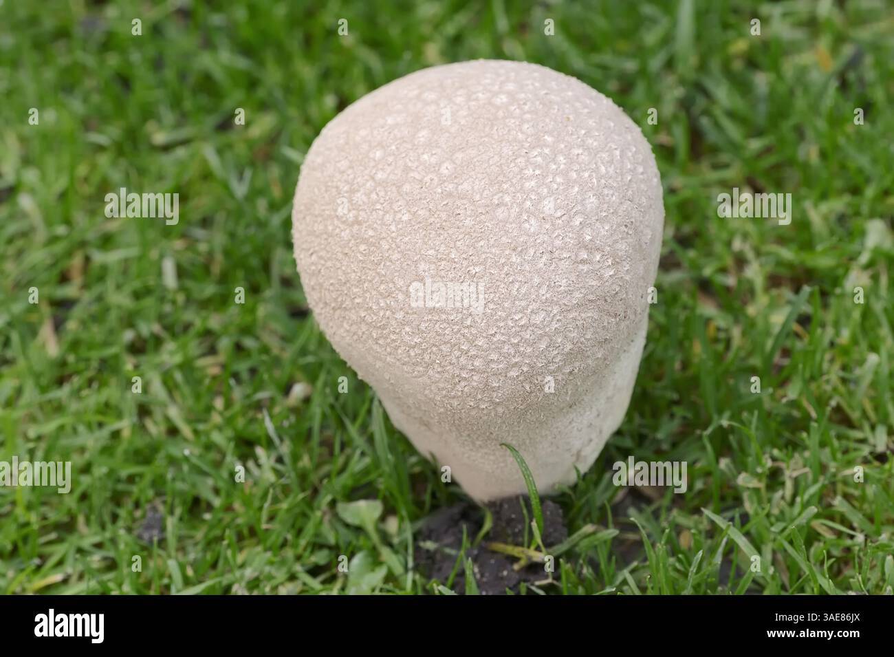 Mosaic Puffball, North Rhine-Westphalia, Germany (Calvatia utriformis ...