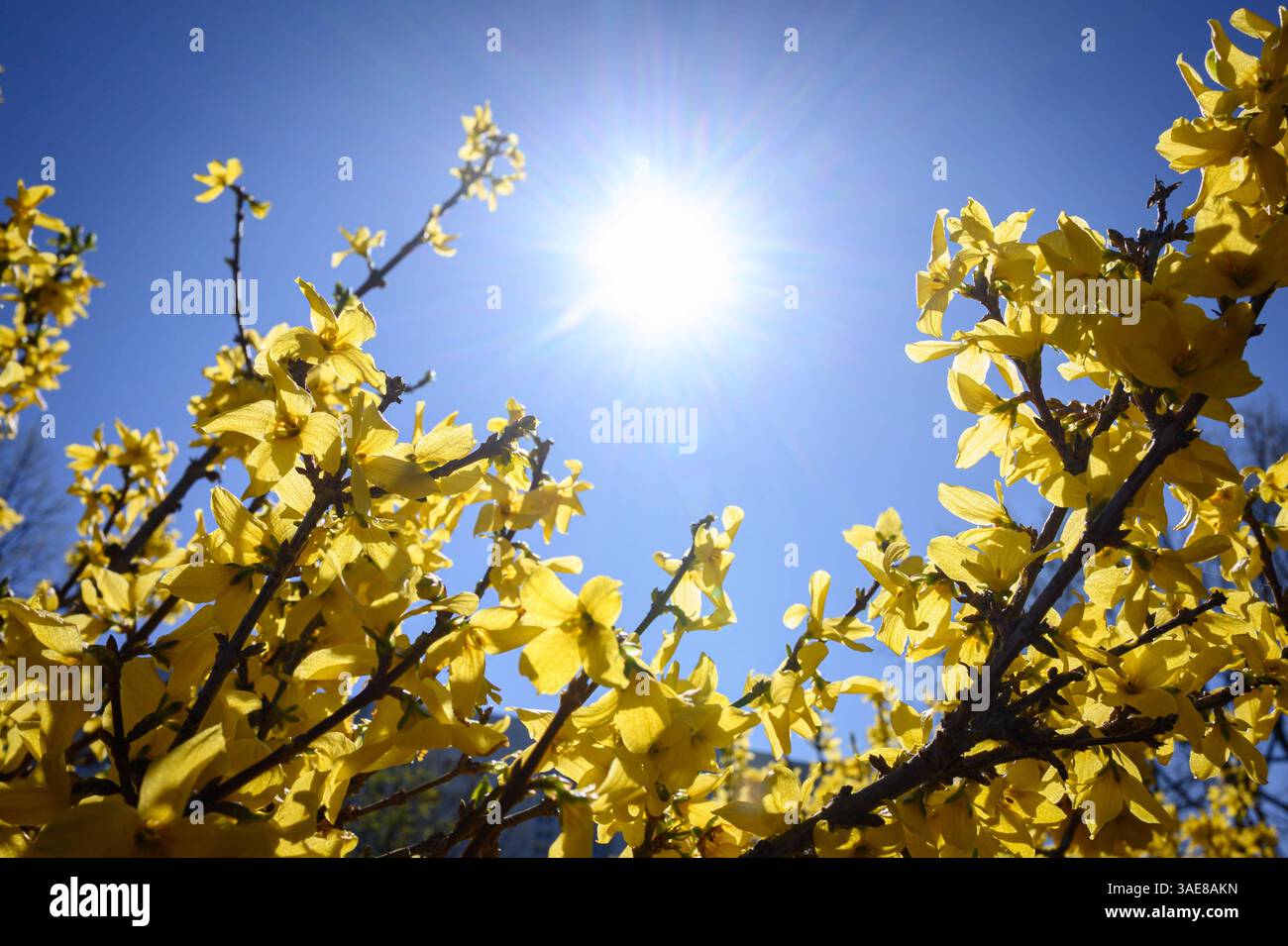 Berlin, Sonnenwetter Die Sonne schein hinter Forsythien am 06.04.2025 ...