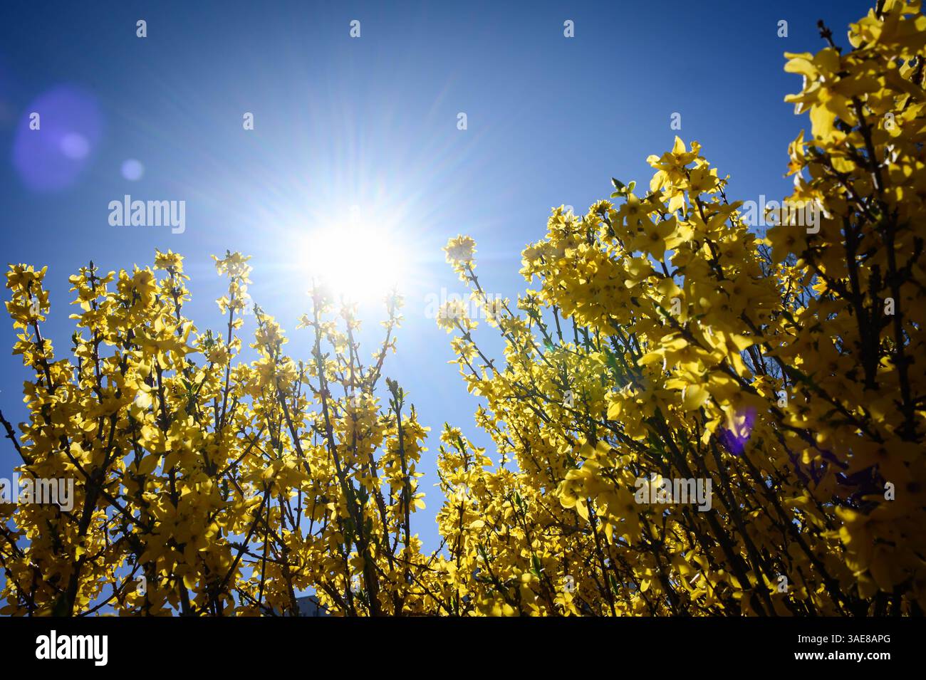 Berlin, Sonnenwetter Die Sonne schein hinter Forsythien am 06.04.2025 ...