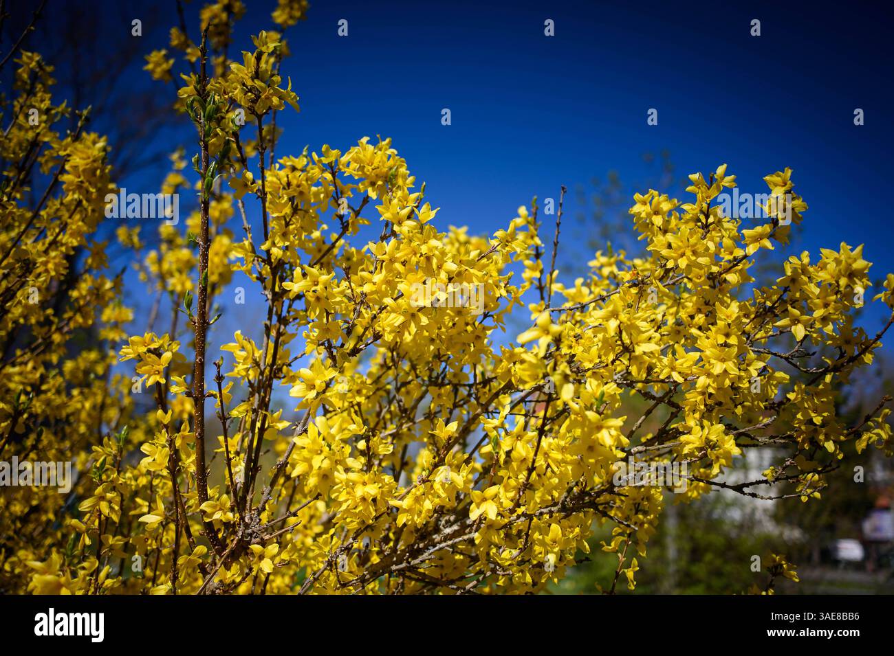 Berlin, Sonnenwetter Die Sonne schein hinter Forsythien am 06.04.2025 ...