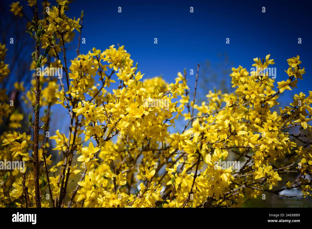 Berlin, Sonnenwetter Die Sonne schein hinter Forsythien am 06.04.2025 ...