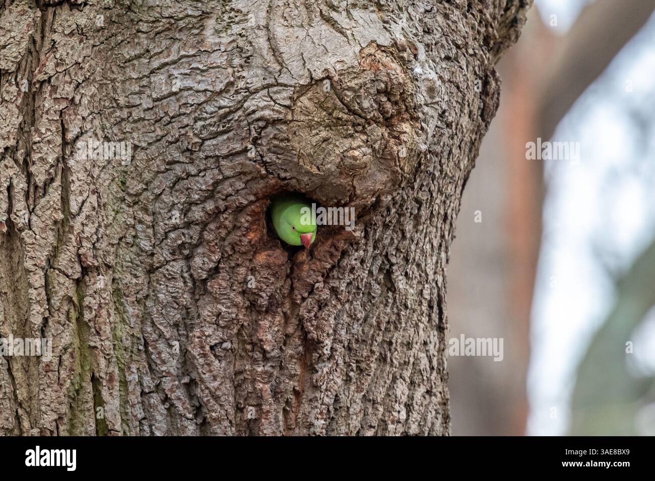 Rose-Ringed Parakeet 'Psittacula krameri', Bushy Park, London, England ...