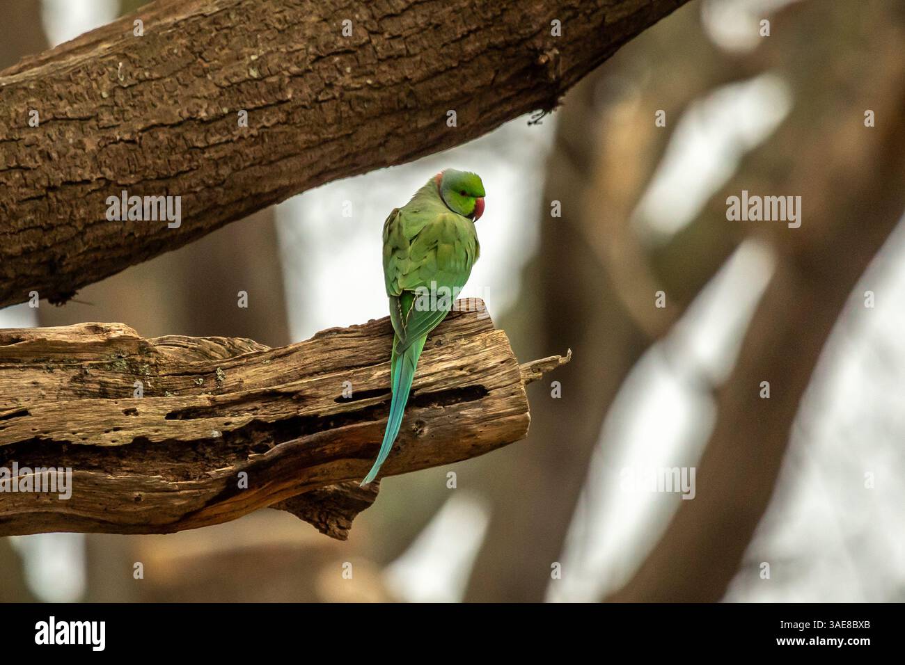 Rose-Ringed Parakeet 'Psittacula krameri', Bushy Park, London, England ...