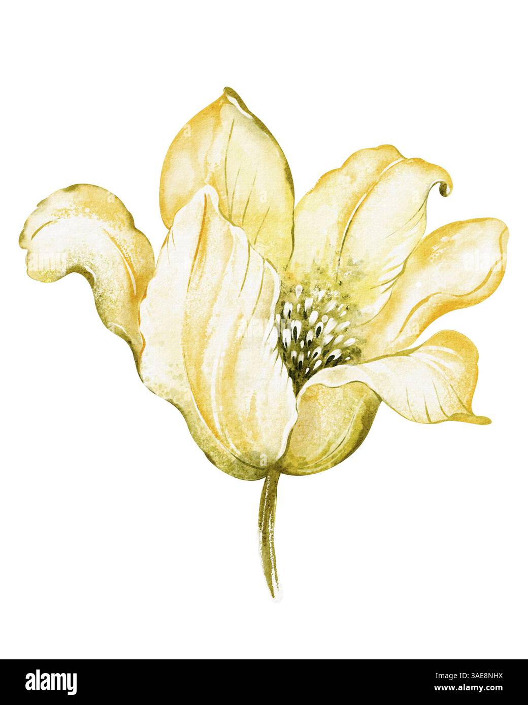 Watercolor illustration of a single yellow flower with delicate petals ...