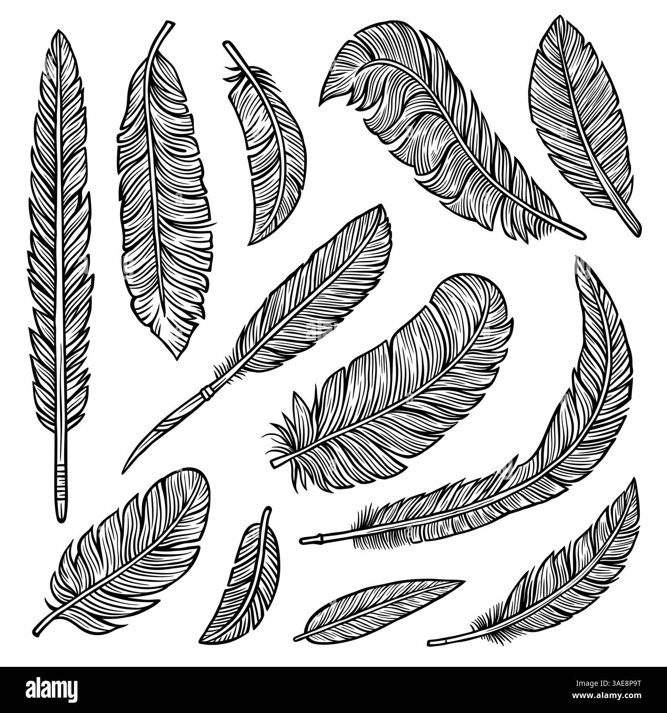 Set of hand-drawn black and white feathers with intricate details Stock ...